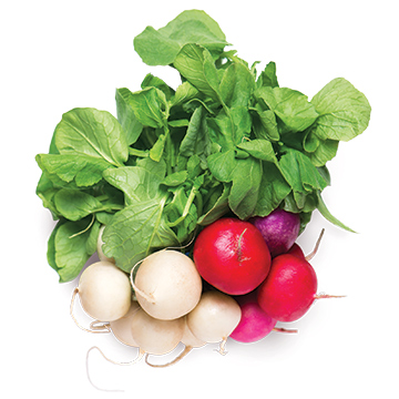 Mixed Radishes - Groupe Vegco
